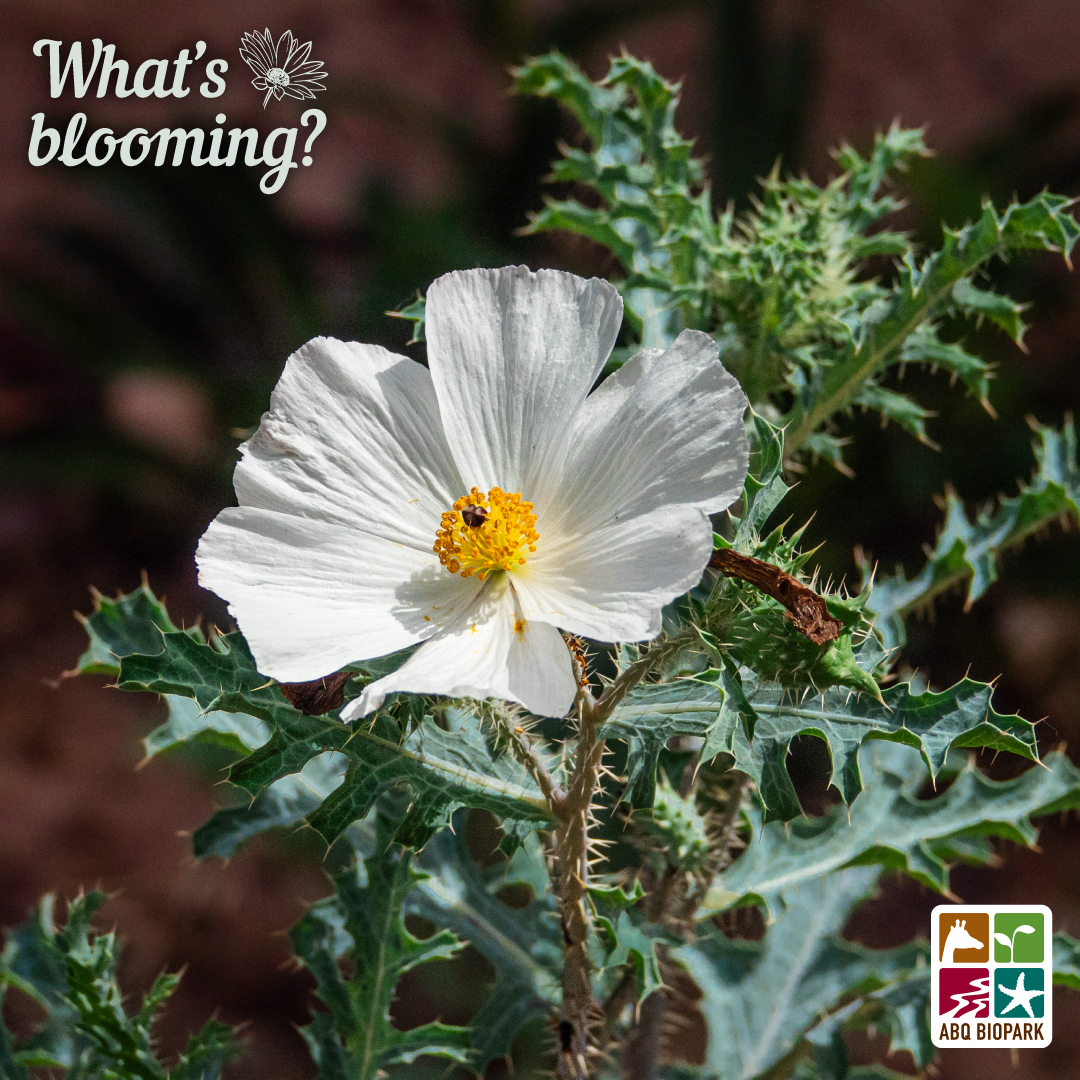 WBW Sacramento prickly poppy — City of Albuquerque