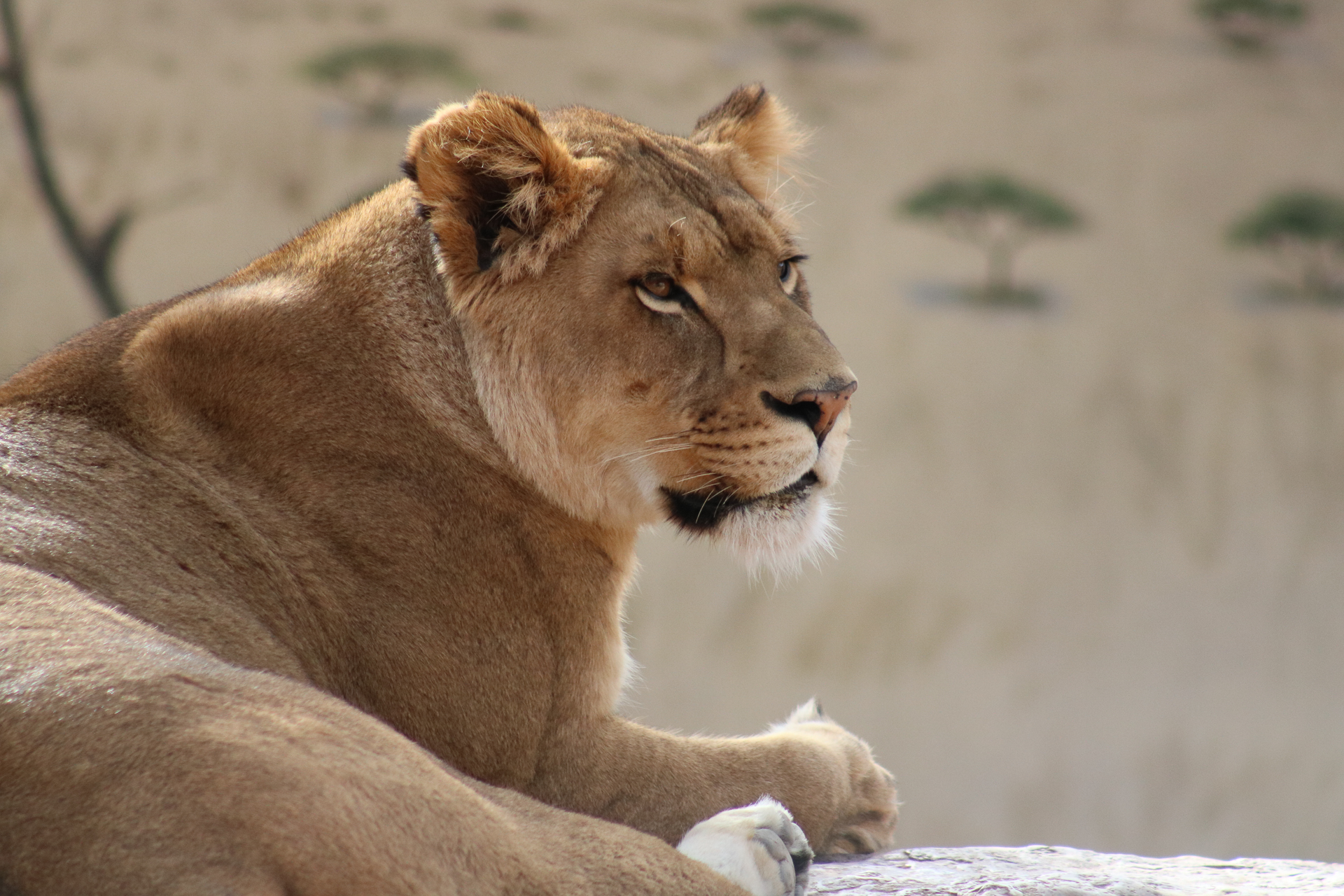 ABQ BioPark continues to earn prestigious AZA accreditation — City of ...