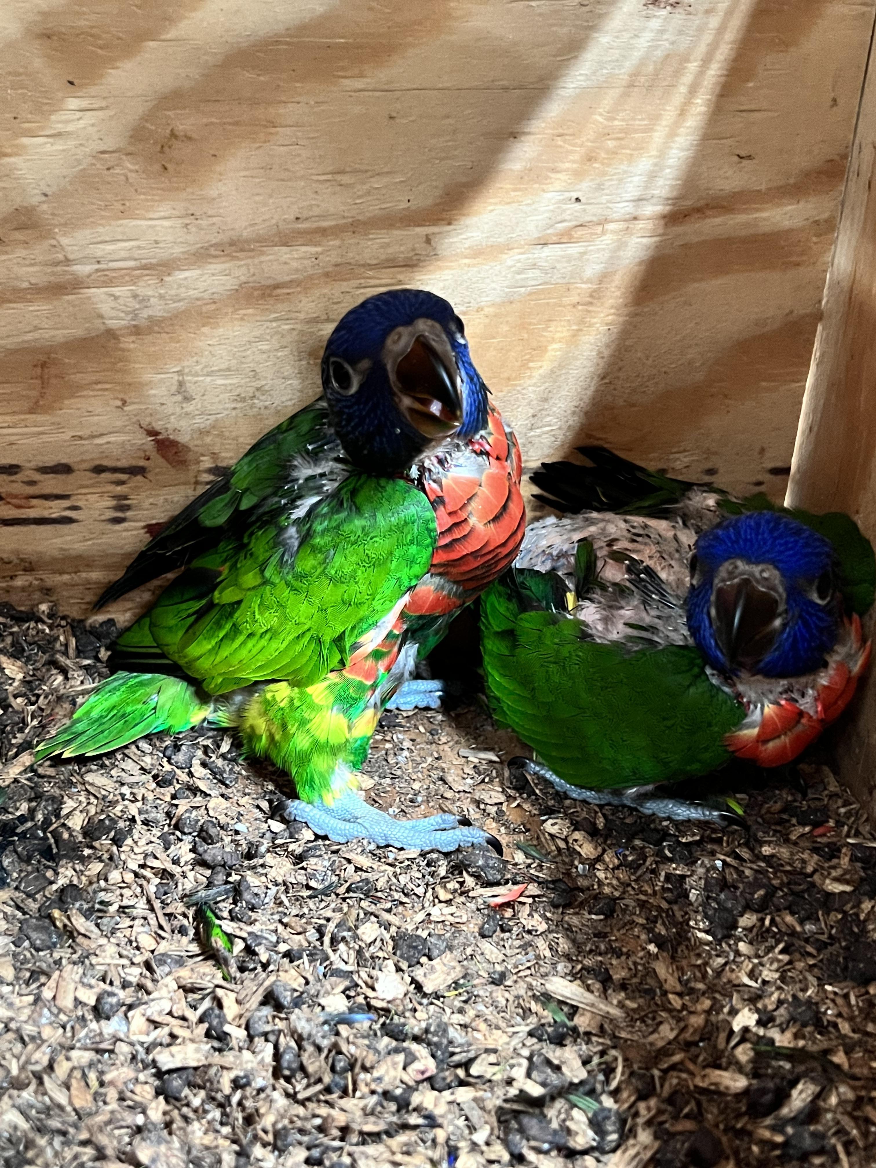 ABQ BioPark Grows Its Lorikeet Flock — City of Albuquerque