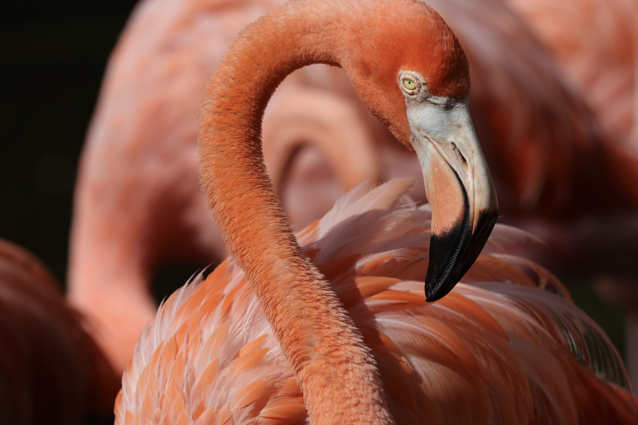 ABQ BioPark Job Opportunity: Head Cashier — City of Albuquerque