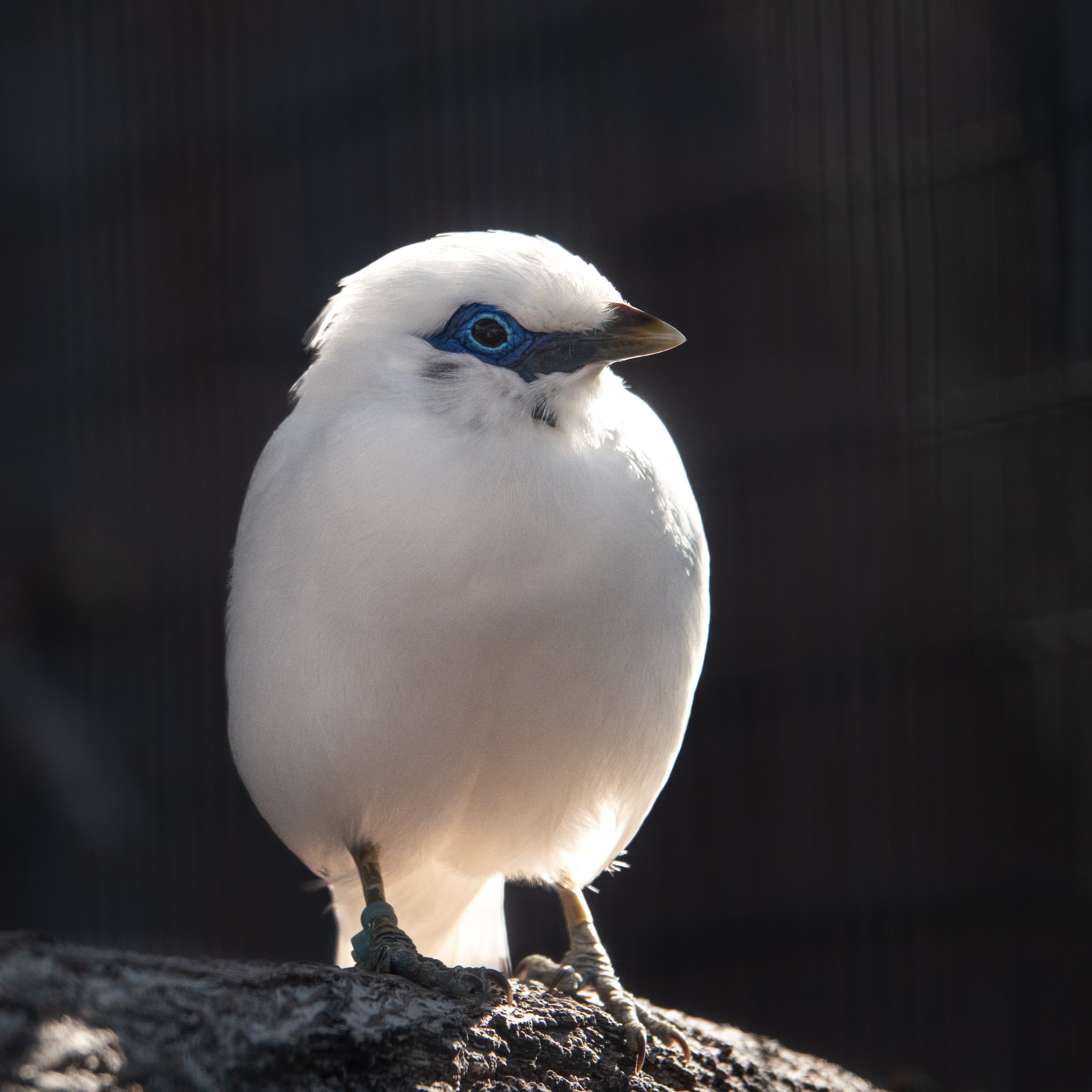 Job Opportunity at the ABQ BioPark: Assistant Zookeeper II — City of ...