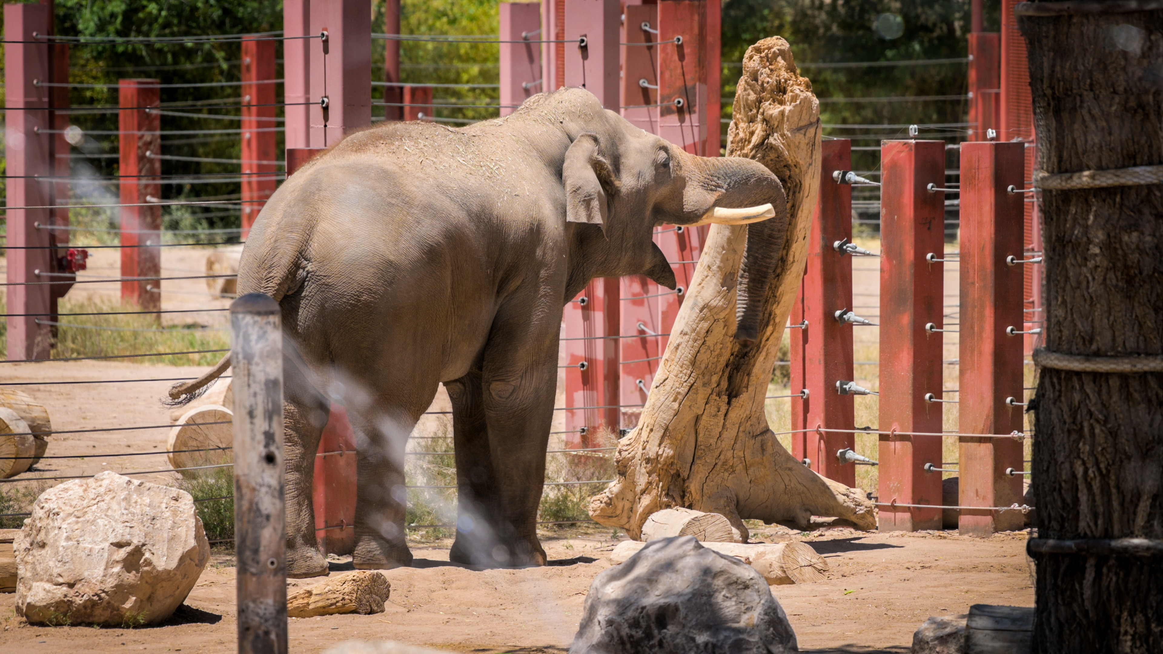 Albert, Asian elephant at the ABQ BioPark, tests positive for ...