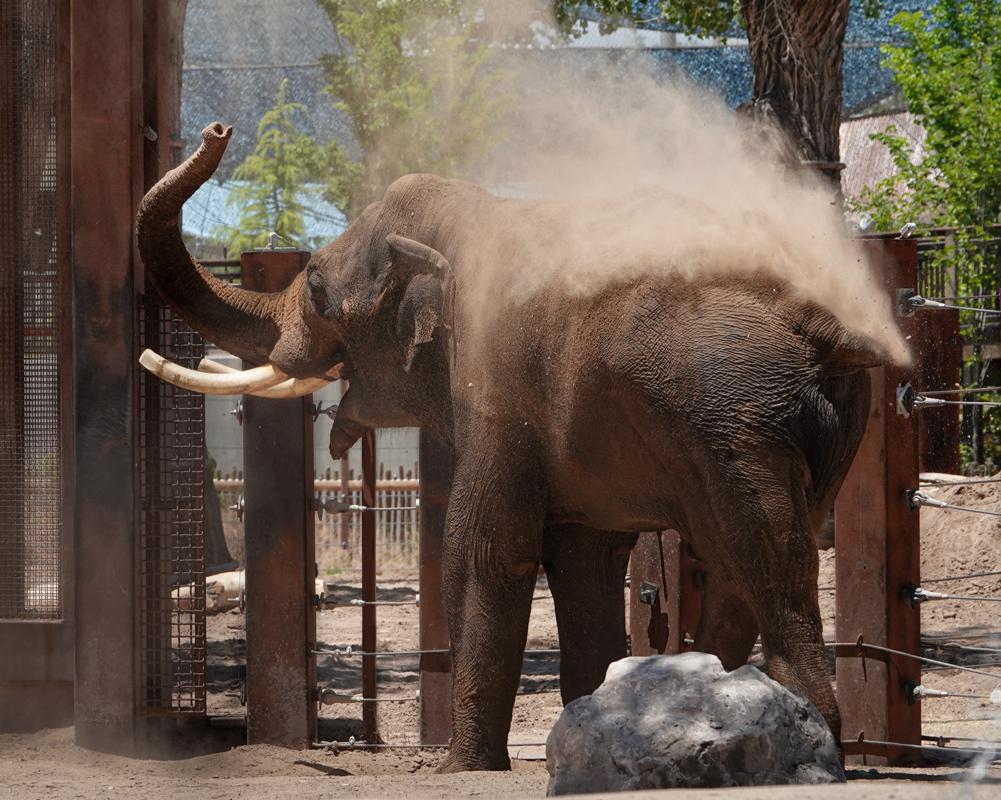 Albert the Asian Elephant Successfully Completes Tuberculosis Treatment ...