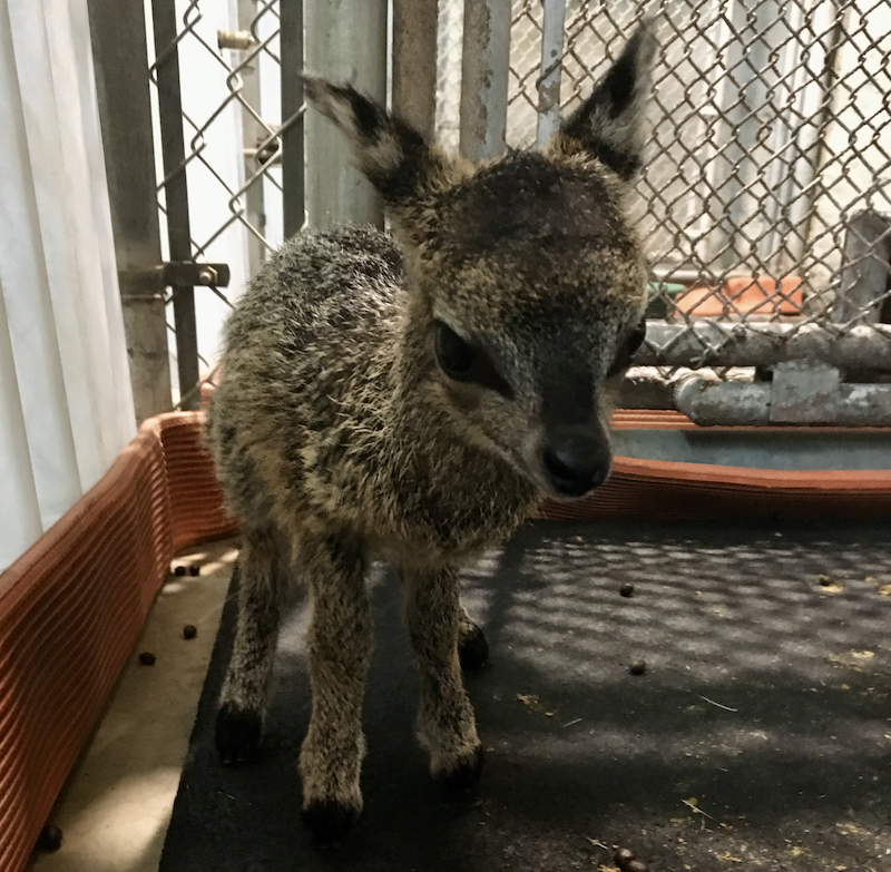 Baby Klipspringer Born at the ABQ BioPark Zoo — City of Albuquerque