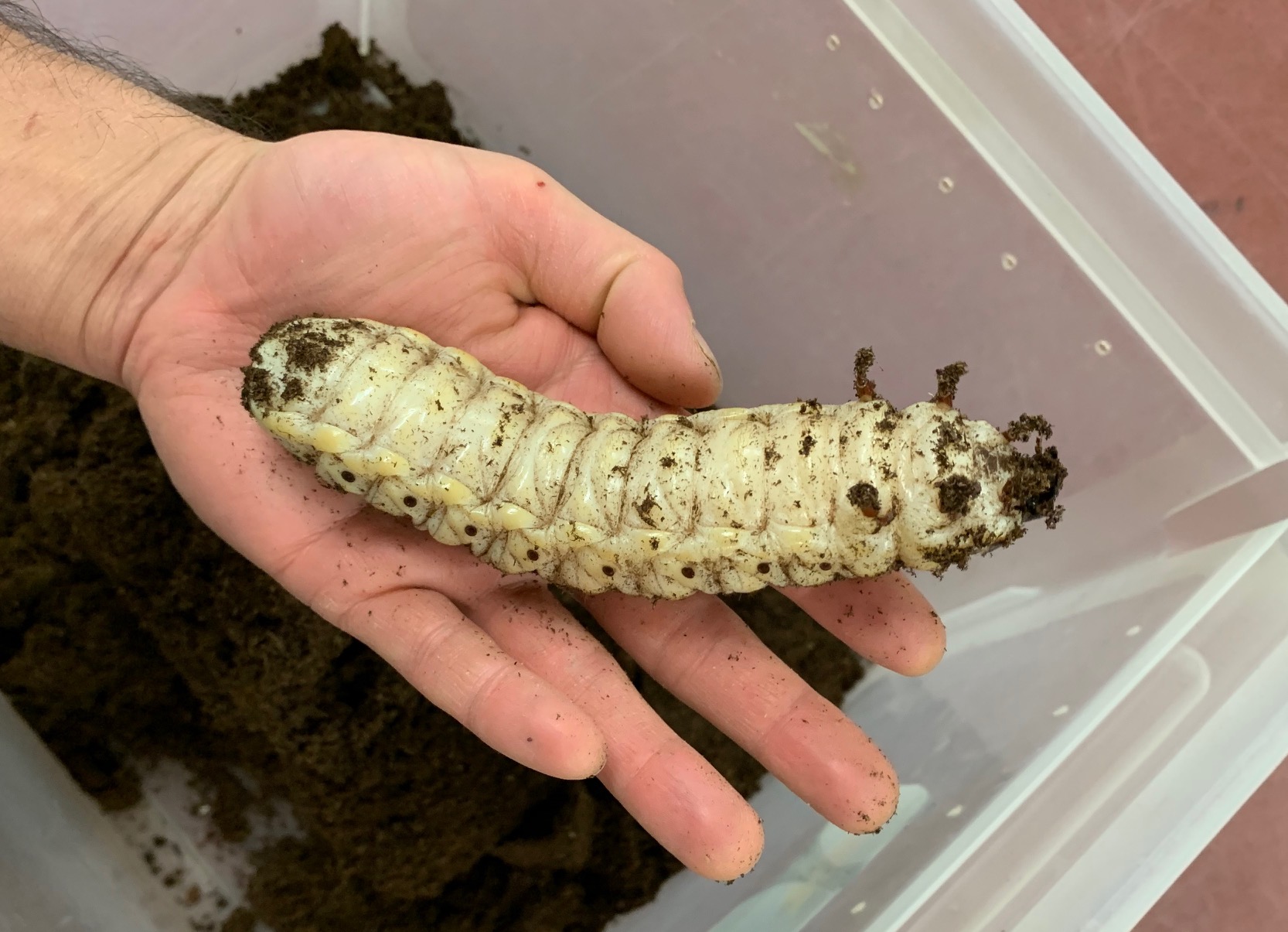 BUGarium Beetle-Mania — City of Albuquerque
