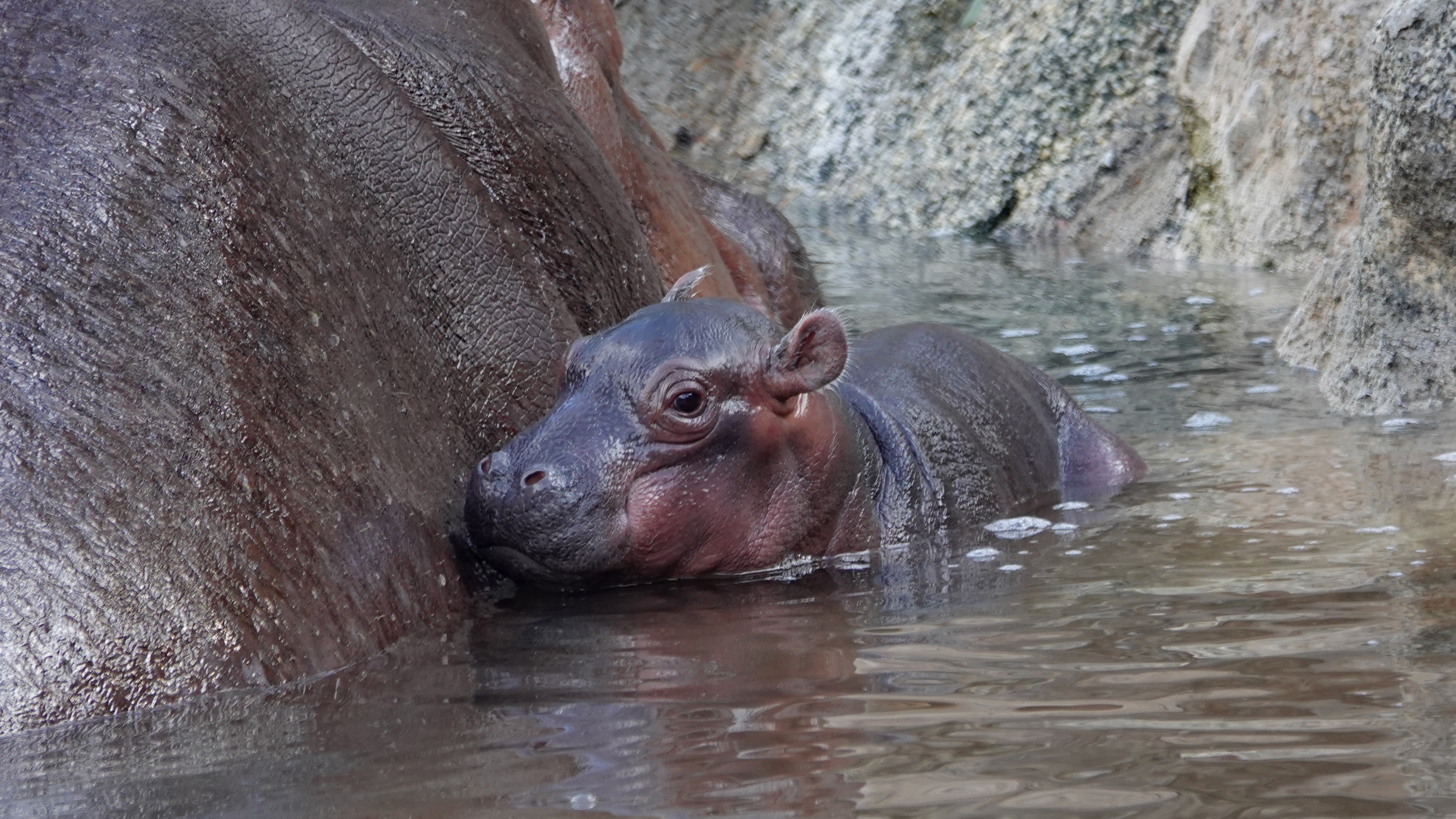 Hip-Hippo Hooray! ABQ BioPark Celebrates Birth of New Hippo Calf — City ...