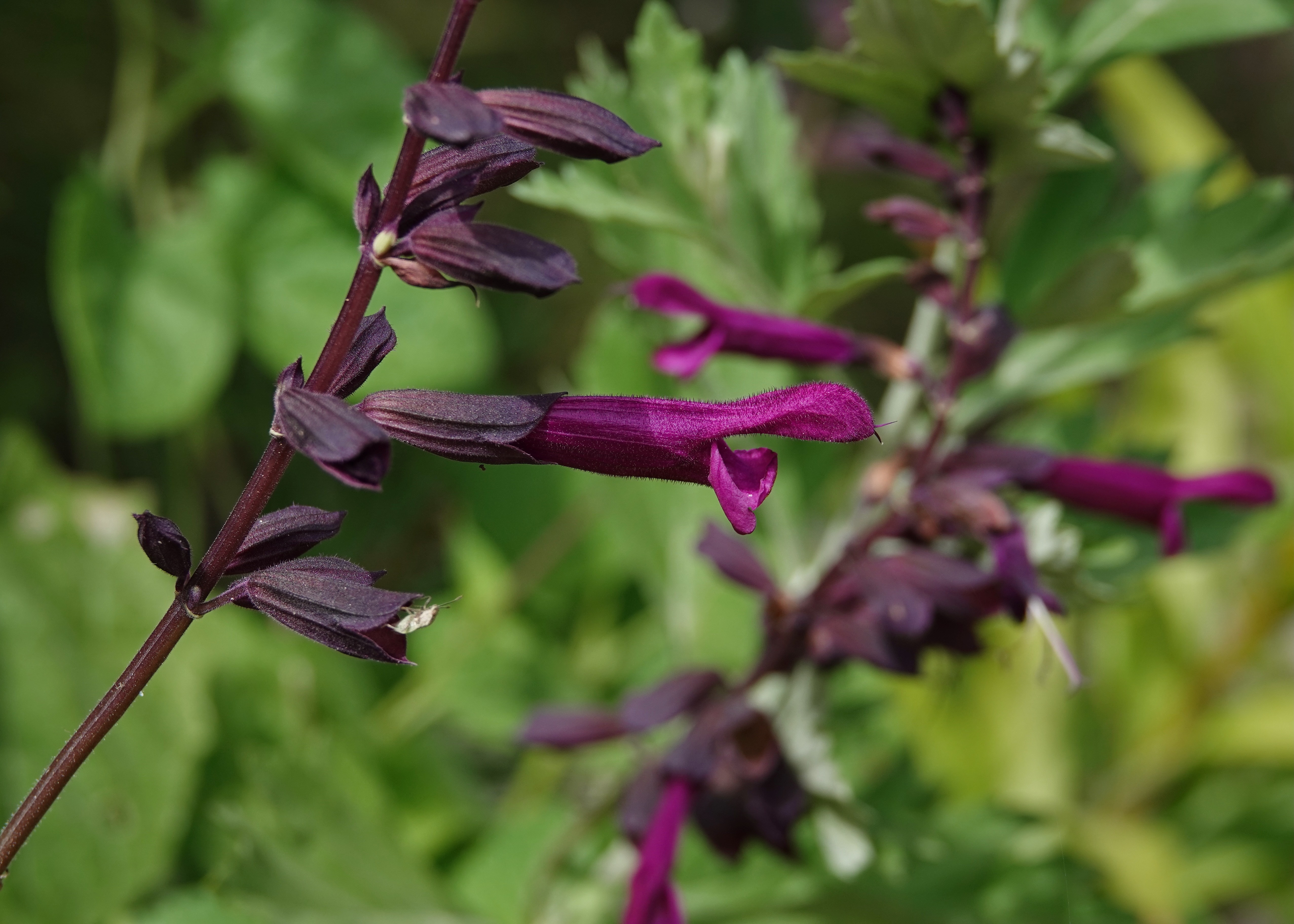 Job Opportunity at the ABQ BioPark: Assistant Gardener (Curandera ...