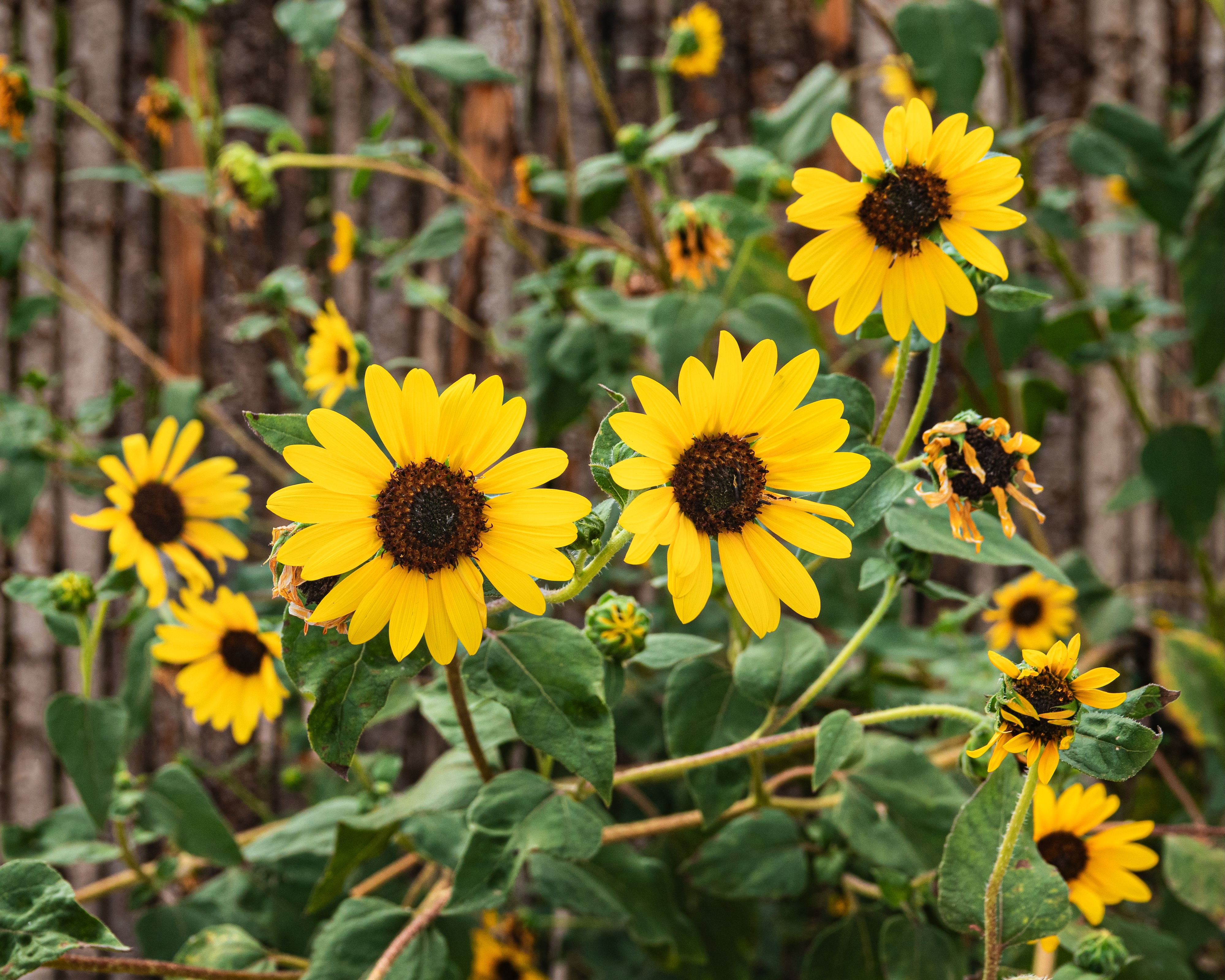 Job Opportunity at the ABQ BioPark: General Service Worker — City of ...