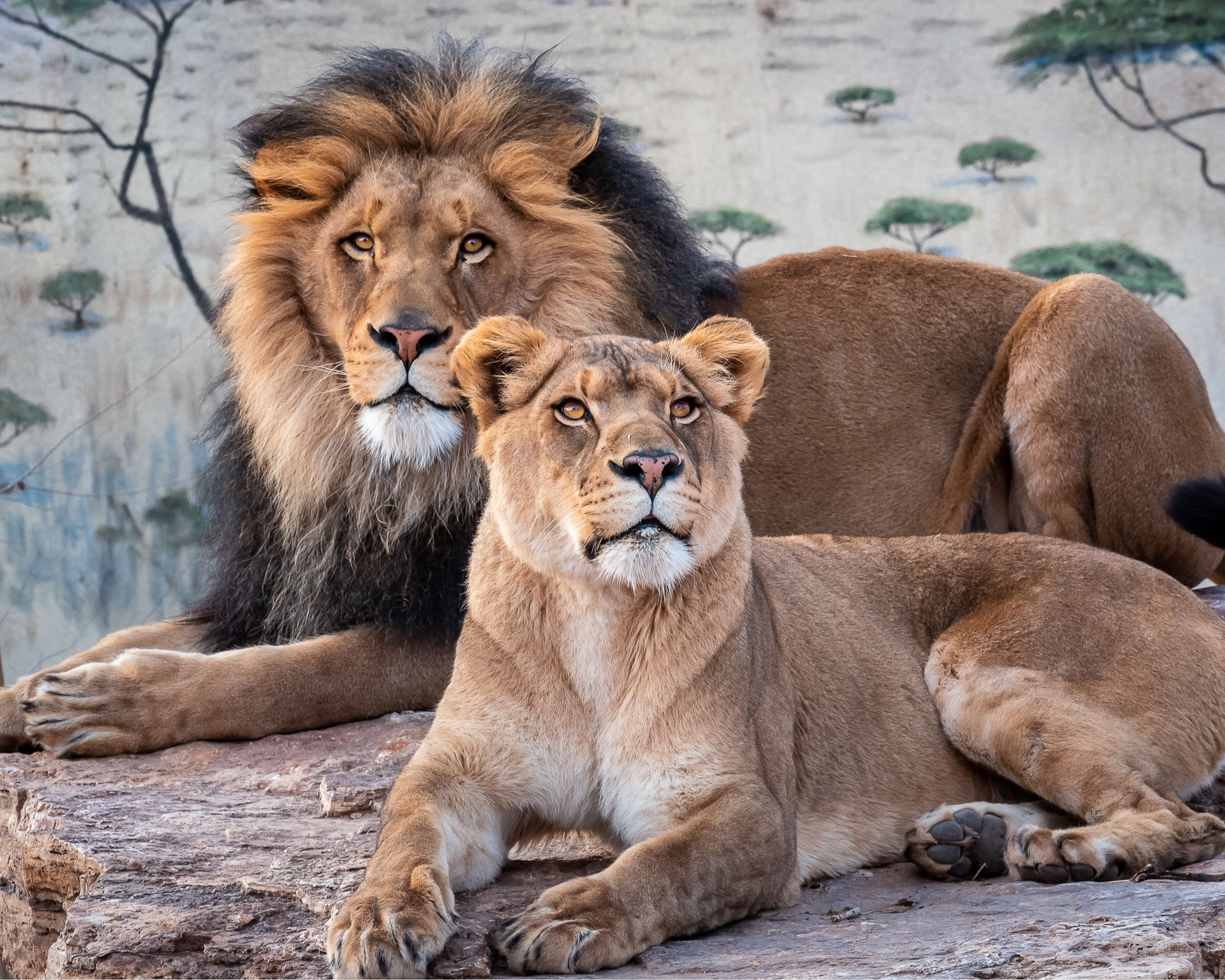 Lions Kenya and Dixie may soon leave the ABQ BioPark. — City of Albuquerque