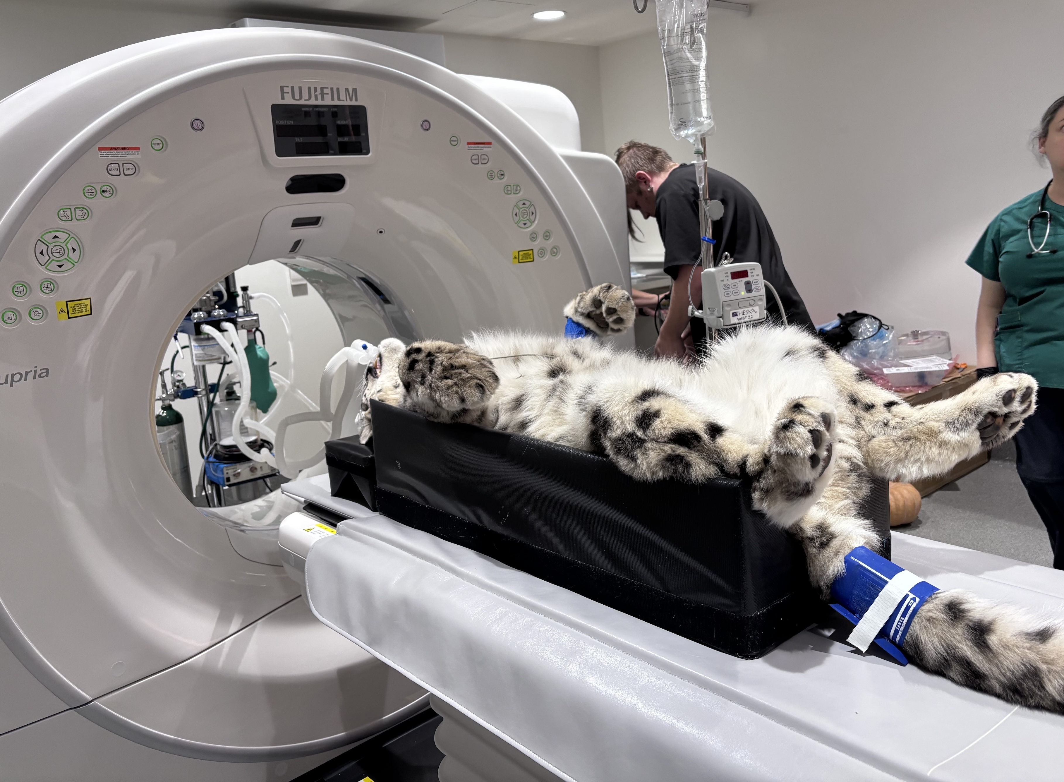 New CT Scan Machine at ABQ BioPark Advances Animal Healthcare — City of ...
