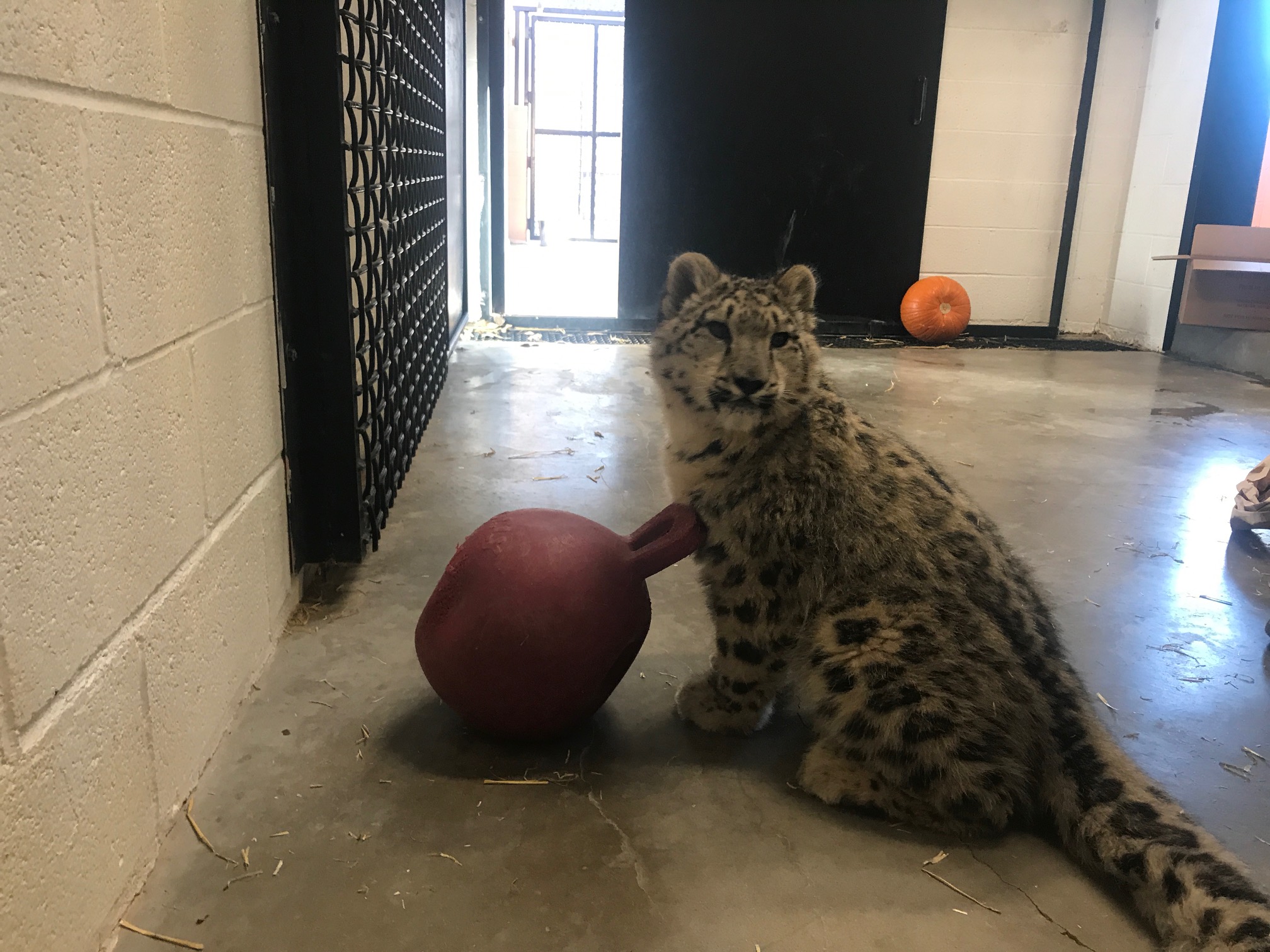 New Snow Leopard — City of Albuquerque