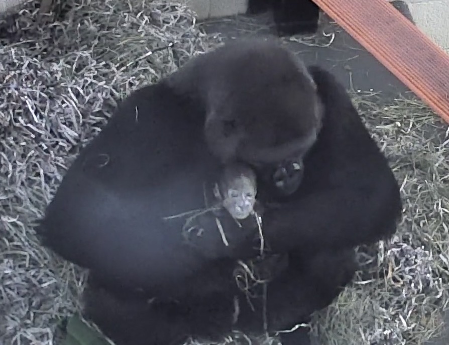 Gorillas Giving Birth
