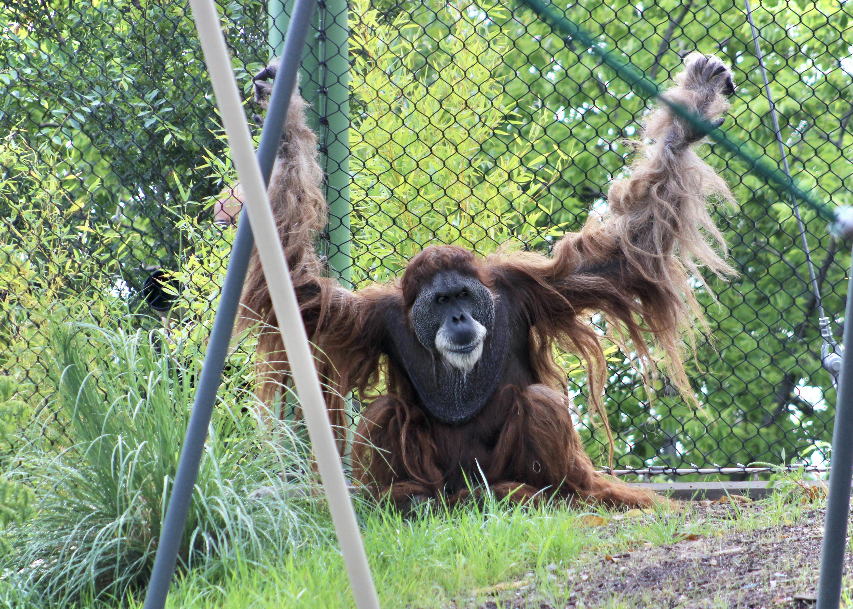 The ABQ Biopark Says a Heart-breaking Goodbye to Tonka the Sumatran ...