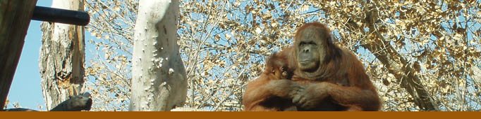 Orangutan Banner — City of Albuquerque