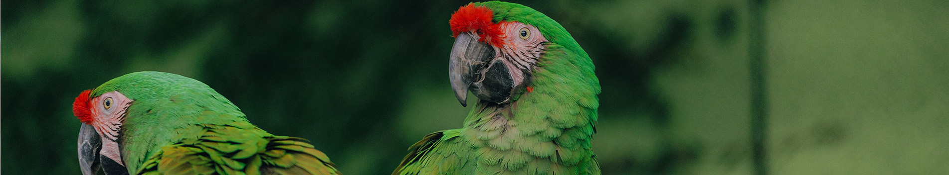 Green Parrots — City of Albuquerque