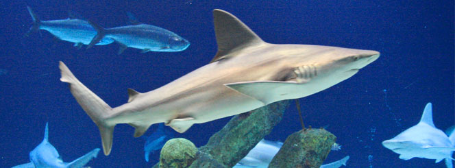 Albuquerque Aquarium Wedding