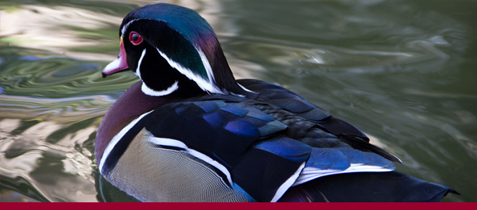 Watch the Waterfowl — City of Albuquerque