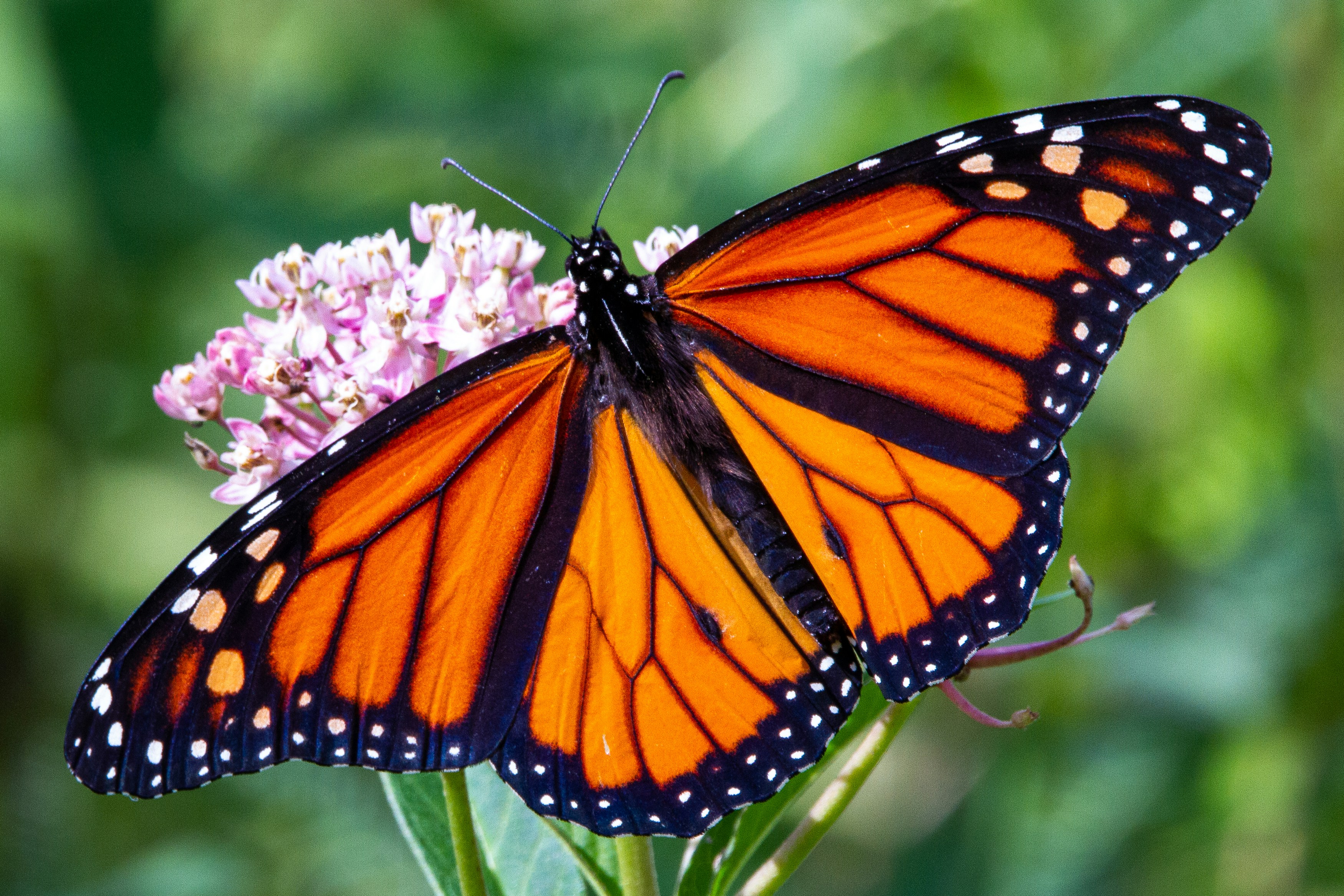Planting a Bosque for the Butterflies — City of Albuquerque
