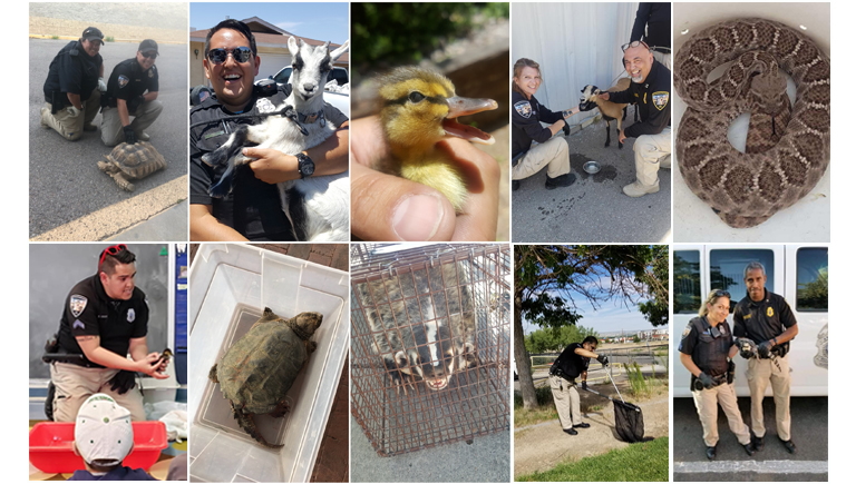 Animal Control Officers Recognized During Appreciation Week — City of ...